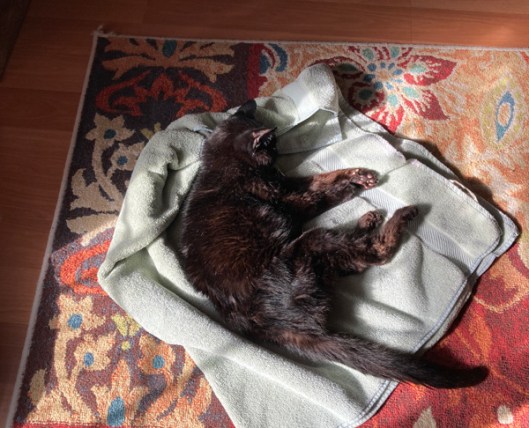 CATWATCH 2023: Day Three | Melanie Fletcher